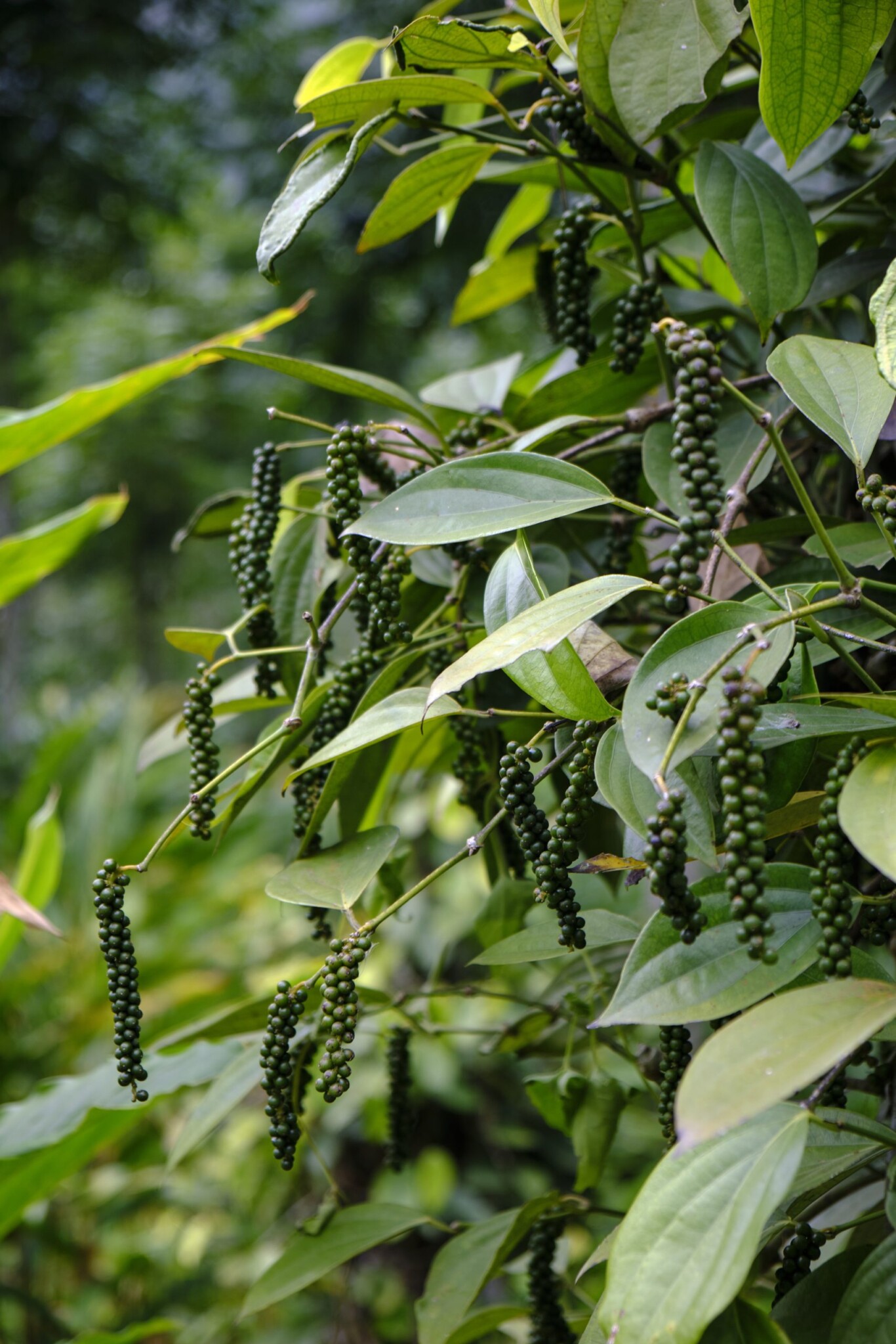 heb je echt witte peper nodig? Dit is het verschil met zwarte peper