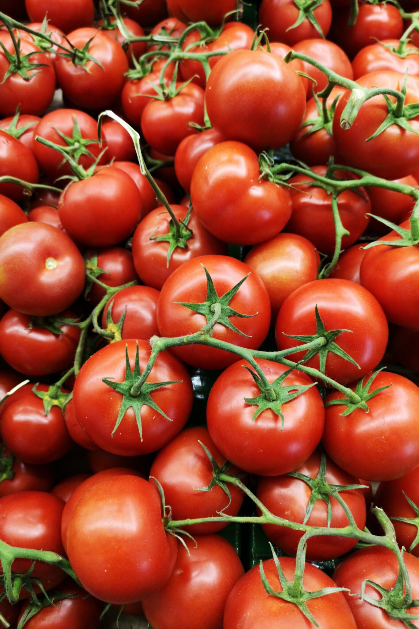 feit of fabel? Tomaten mag je niet in de koelkast bewaren | delicious ...